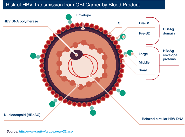 Hepatitis B Transmission
