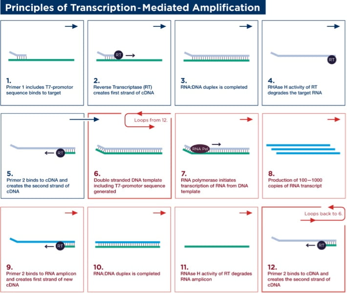 Donor Screening for Transfusion-Transmitted Infections (TTI)