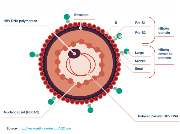 The Challenge of Transfusion Safety and Occult Hepatitis B (OBI)